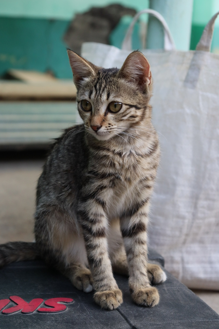 Котёнок в добрые руки!