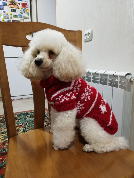 Одежда для собак и кошек на заказ