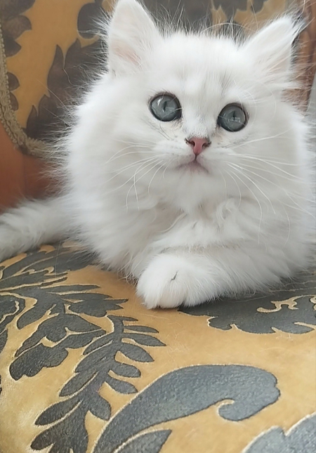 Сотилади Британский шиншилла чистокровный Киз & Угл
