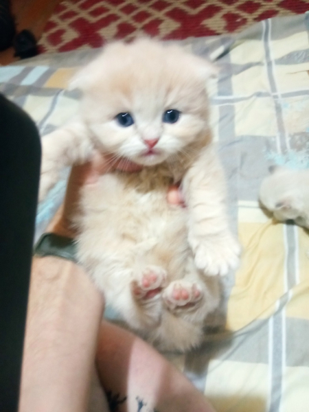Готовятся к продаже котята