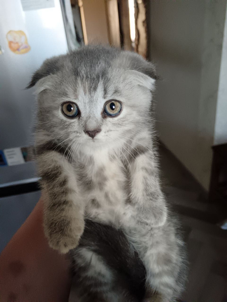 Продаются котята Скотиш Фолд