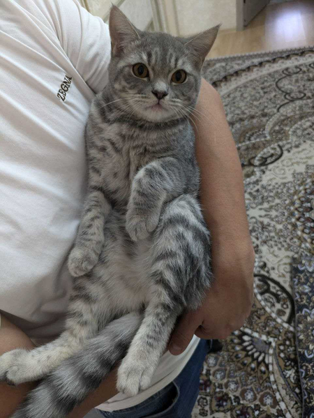 Скоттиш страйт кот