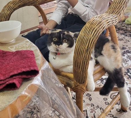 Кошка девочка  Скоттиш фолд (Шотландская вислоухая)
