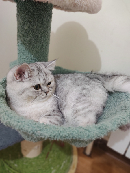 Britanskiy serebristiy shinshilla