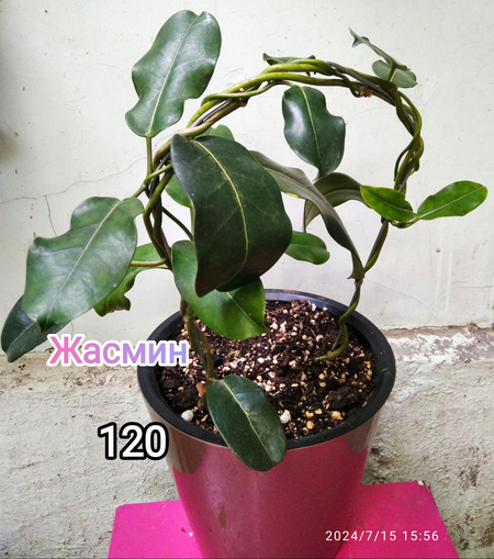 Комнатные цветы .