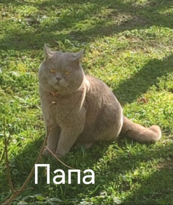 Продаётся скотиш фолд
