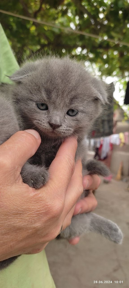 Продаются шикарные котята Британцы