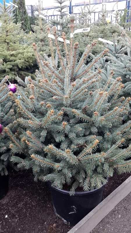 Голубая ель - Picea pungens