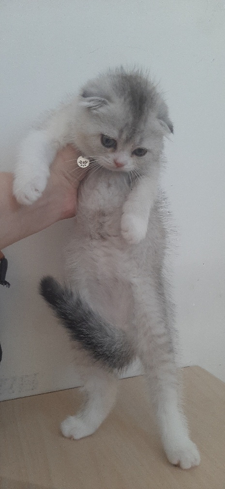 Крупный скоттиш фолд малыш