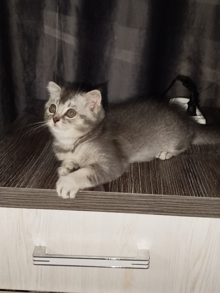 Британец котенок