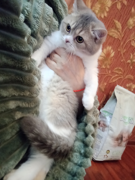 Котёнок в хорошие руки