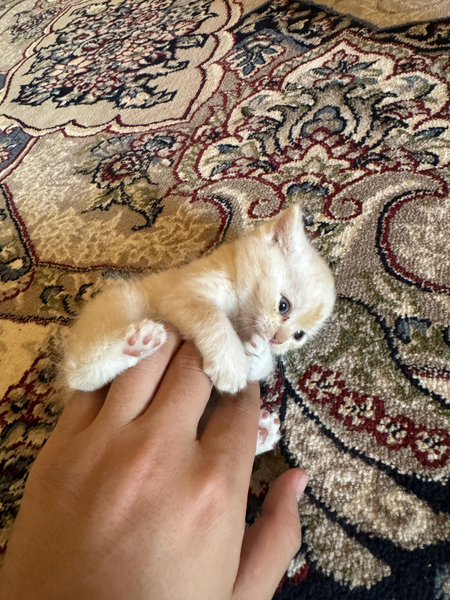 Котята. Котенок. Кошка.