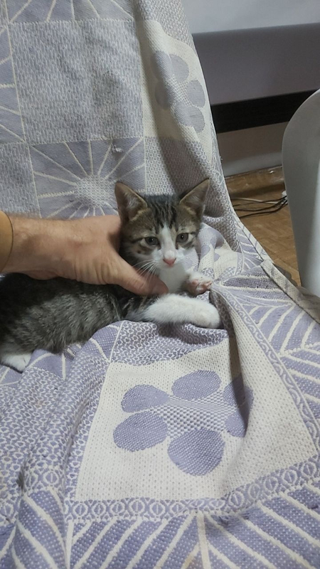 Котята в хорошие руки