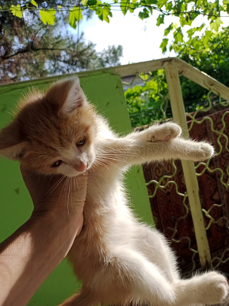 Котята 1,5 месяца