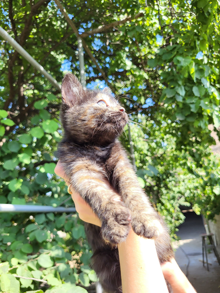 Подарите дом котятам.