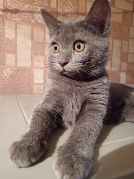 Котёнок(девочка) Британец (прямоухий)