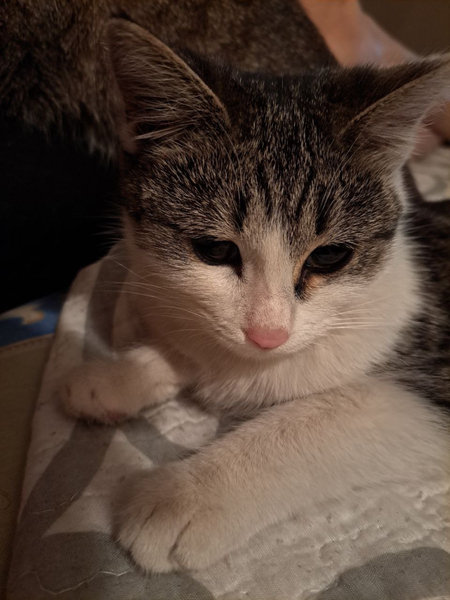 Ищет дом котенок!