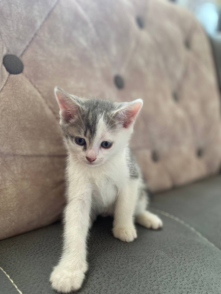 Котята скотишь страйт