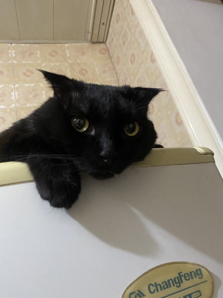 Скотиш фолд мушук