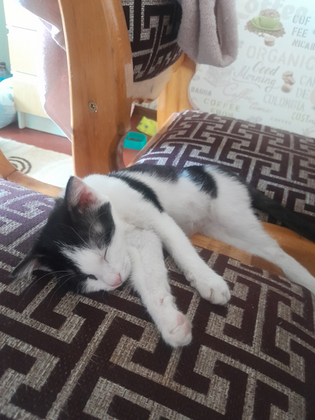 Только в добрые руки! Домашний котёнок (девочка)!
