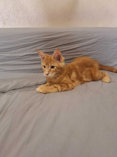 Мей-кун котёнок.Готова к переезду в новый дом.