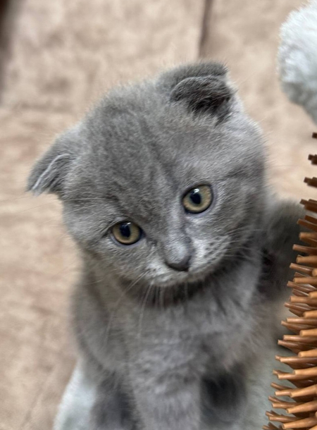 Британские котята