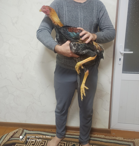 Тозза зот Жужа сотилади