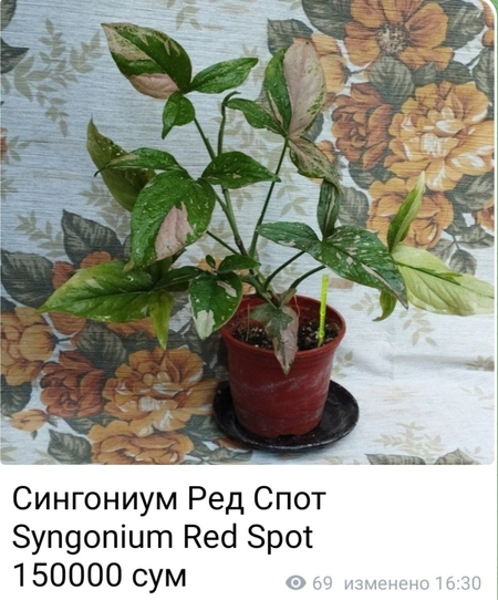 Продаются сингониумы