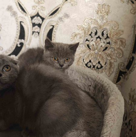 Продаются котята