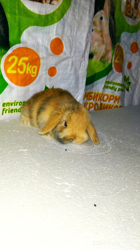 Karlik Baran Mini quyon sotiladi.Кролик карликовый  баран