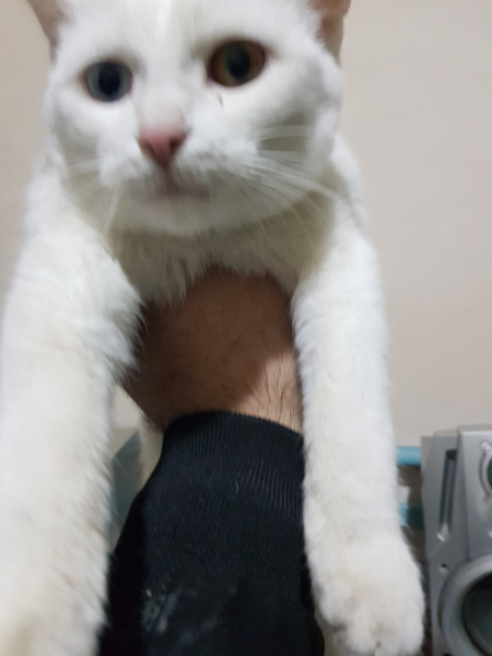 Продам кошку белая