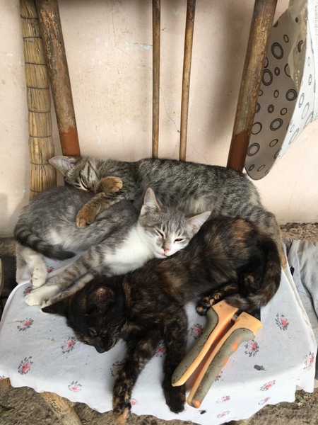 Котята обычной породы домашние