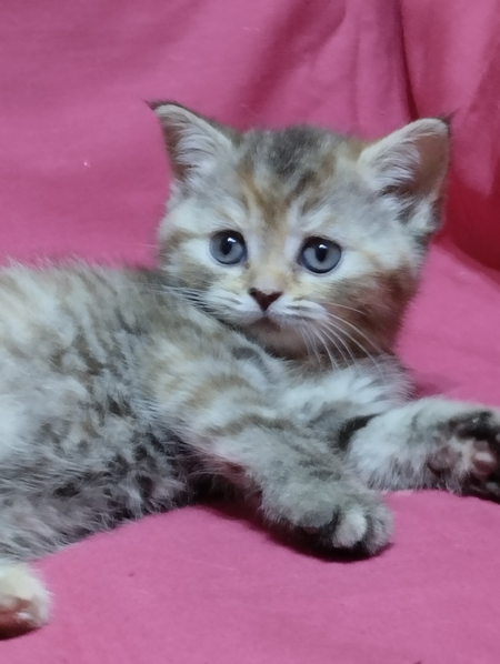 Продаю котят шотландские