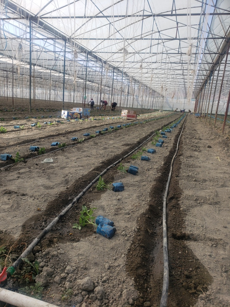 Типлица парник срочно продам 2гектара 1г парник мол хона 8×50 куй хона