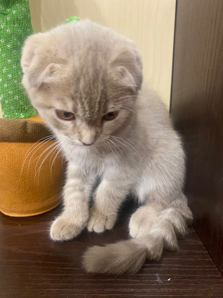 Продаю милых котят