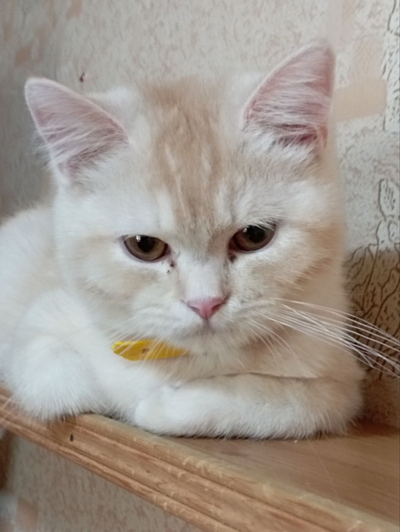 Шотландский котик мальчик 6 мес.