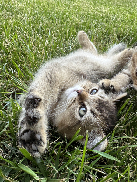 Котенок скотиш страйт 2 месяц мальчик девочка