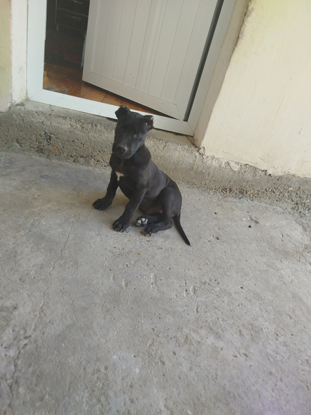 Pidbull kuchuk sotiladi 200$ barteram bor yaxshi narsa bulsa