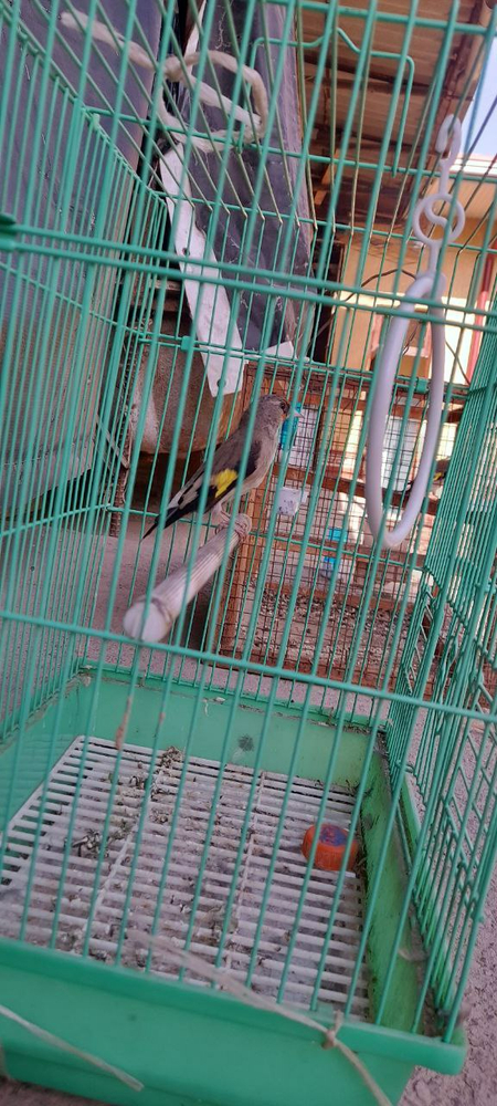 Norchi sayroqi yillik