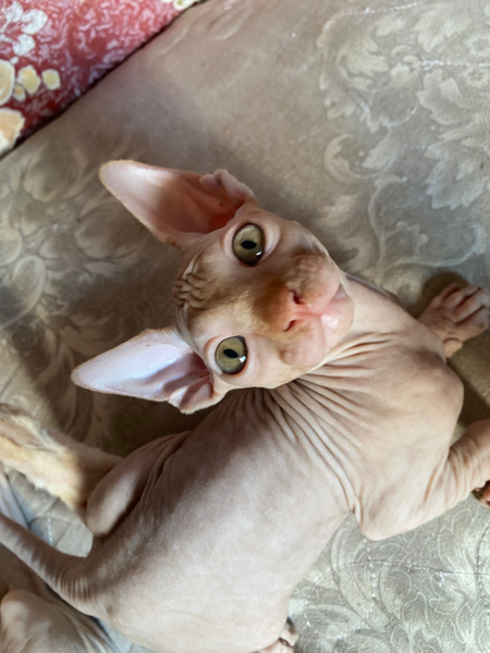 Котята Сфинкс 3 месяца мальчики