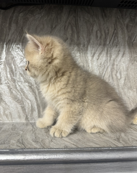 Продается котенок шиншилла