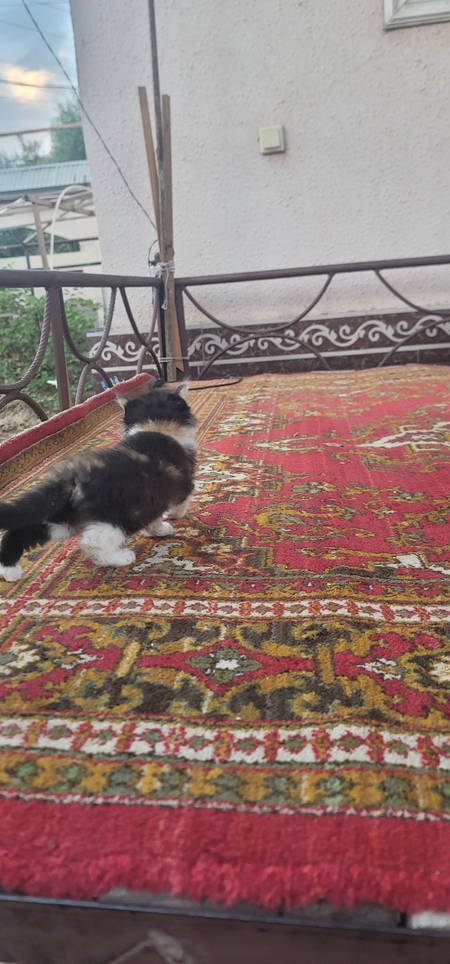 Отдам даром котята...