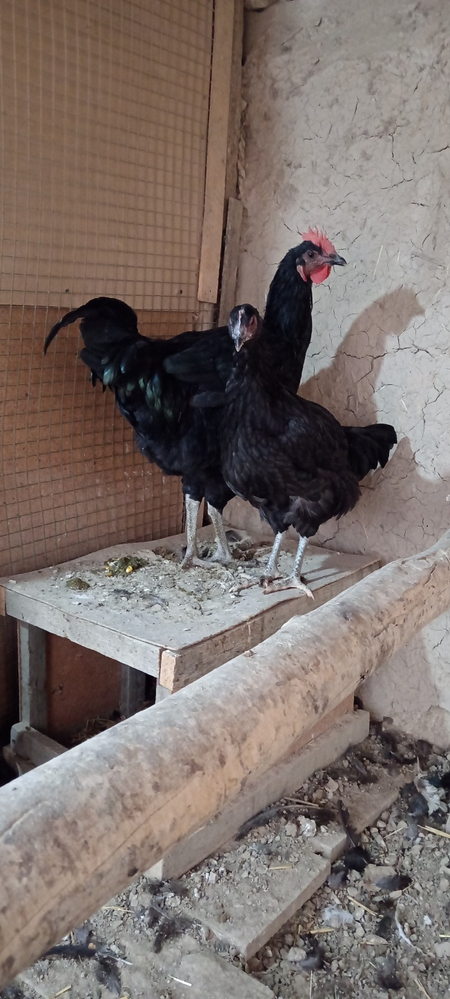 Gigant Qora shaxzoda jo‘jaxo‘rozlarar sotiladi