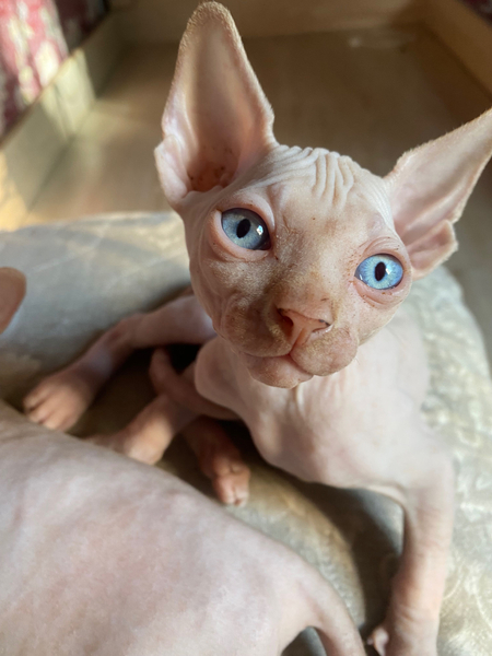 Котята Сфинкс 3 месяца мальчики