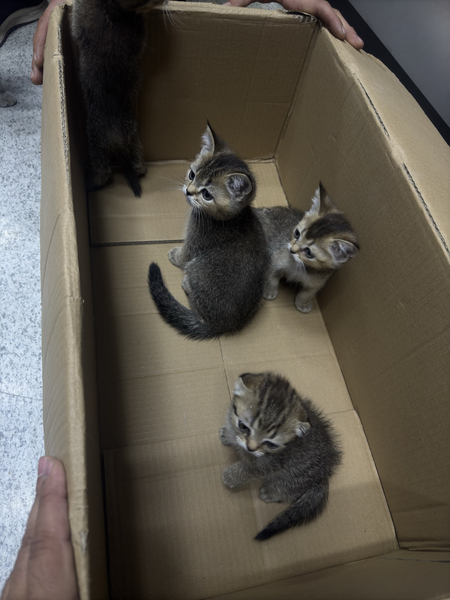 Котяти. Скотиш фолд и страйт шиншила