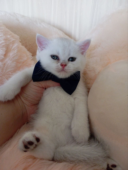 Продаётся шотландский котёнок серебристая шиншилла!
