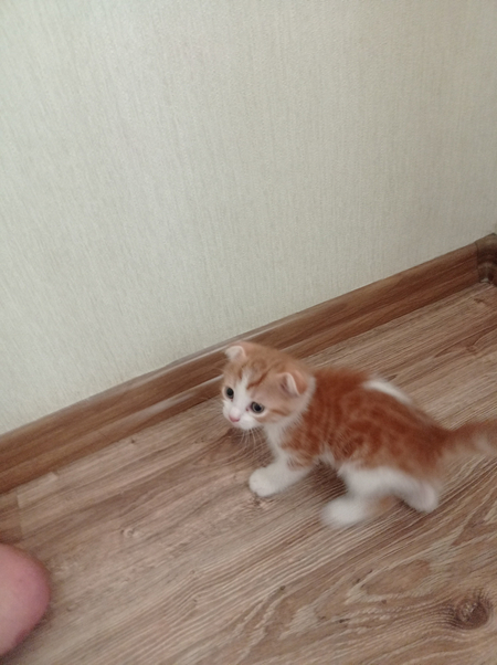 Kichkina mushuklar