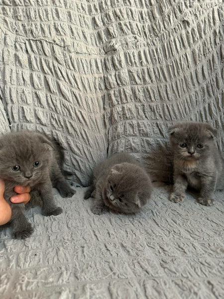 Британский кошечки