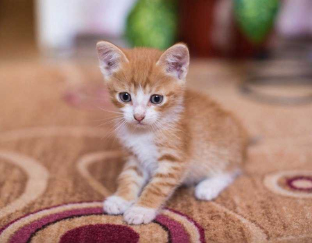 Очаровательные котята от домашней кошечки