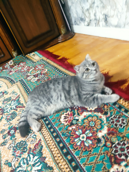 Scottish strayt/mushukcha/котёнок